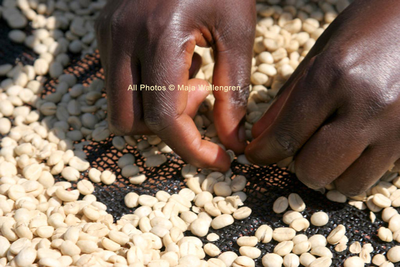 Sorting Parchment Coffee Beans in Tanzania | Spilling the Beans