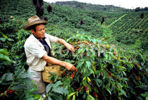 Colombia Coffee Production in 2013 On Track For 9M Bags | Spilling the ...