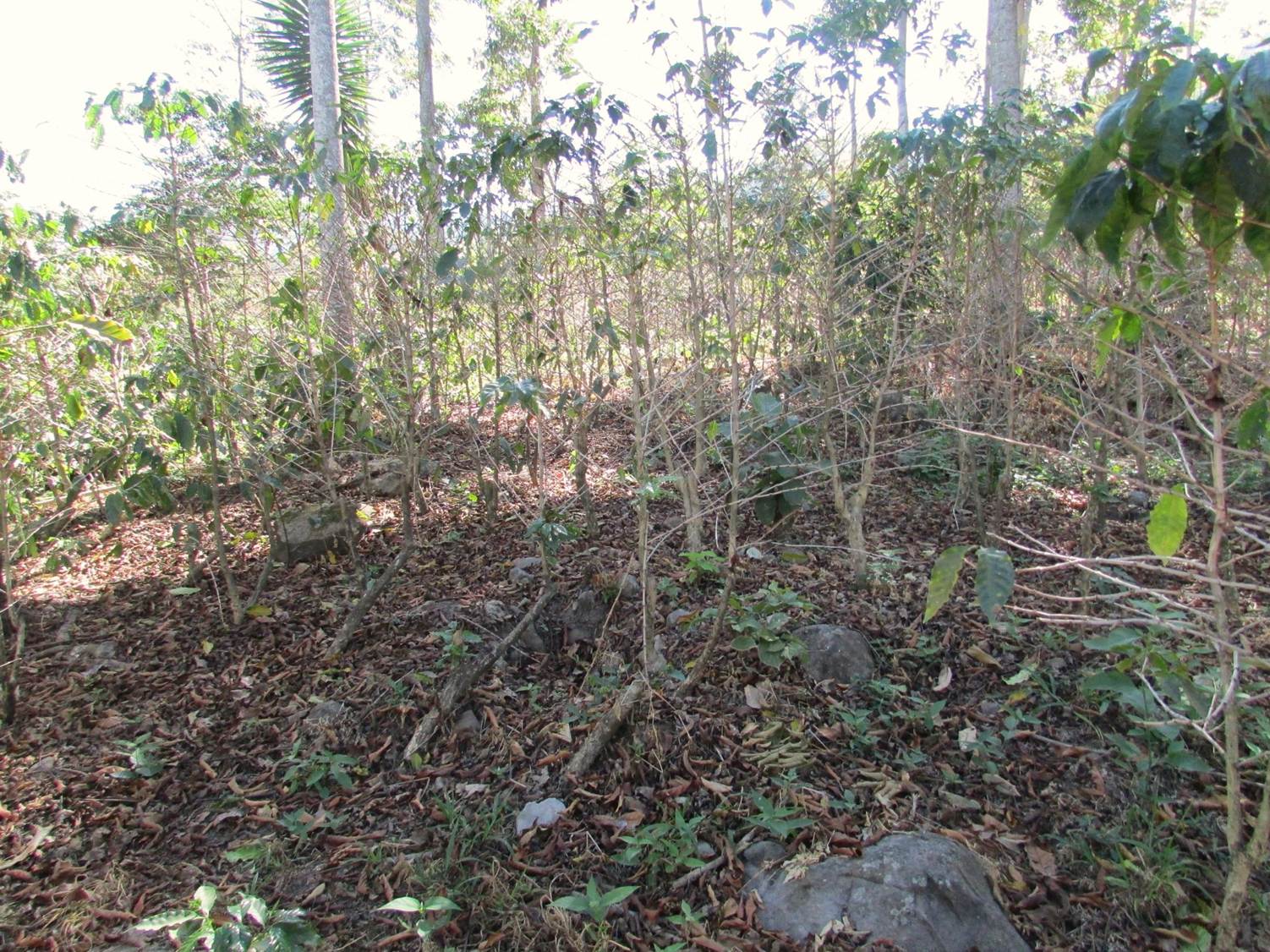 SPECIAL REPORT: Central America Fighting Against Time in Rust Battle ...