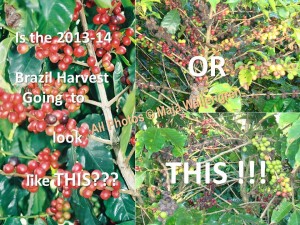 SPECIAL ANALYSIS: Rain And Drought Put Brazil’s Coffee Crop In Doubt ...