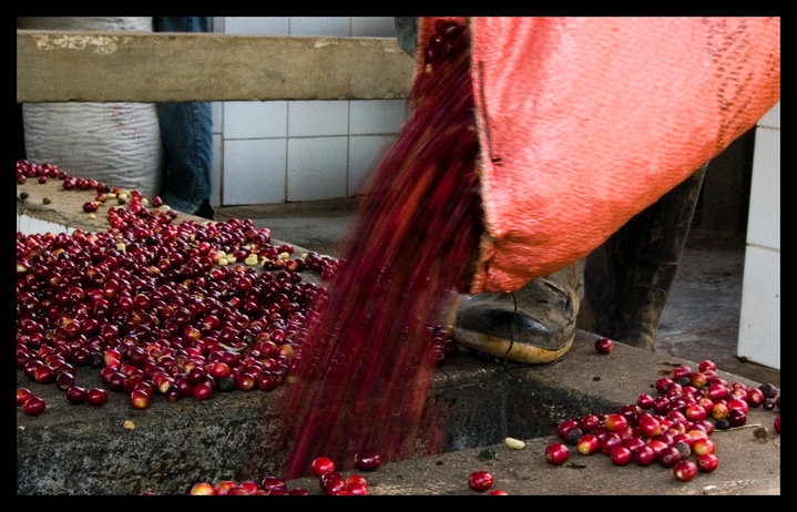 Guatemala continues to produce quality coffee despite rust challenge ...