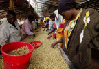 Rwanda’s Maraba Coop And Reconciliation Through Coffee | Spilling the Beans