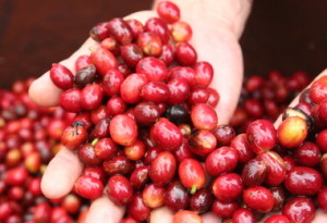 ACE Raises Minimum Cup Of Excellence Coffee Score to 87, Suspends COE ...