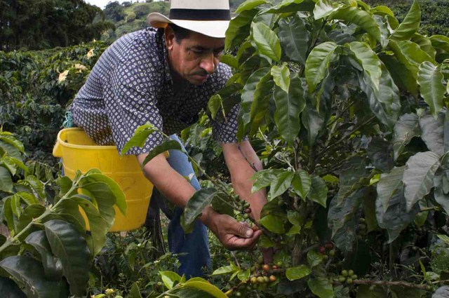 Coffee of the Day: Supreme Medium Roast “Café Quindío” From Colombia’s ...