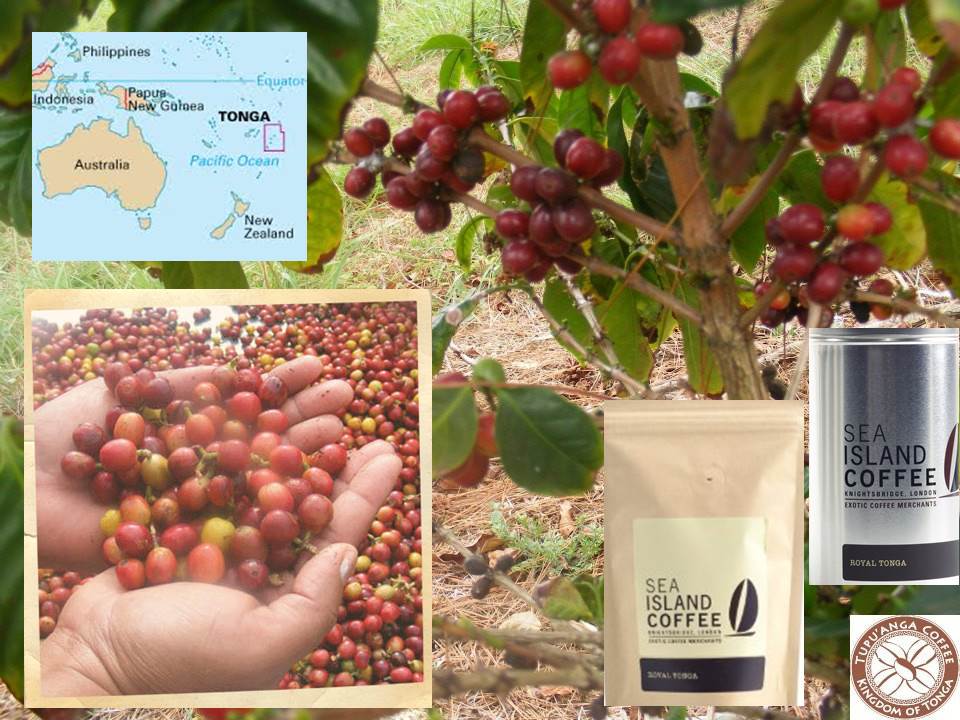 TONGA TSUNAMI RELIEF: Coffee of The Day: Royal Coffee From The Kingdom ...