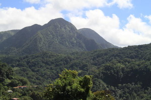 BREAKING NEWS: Researchers Track Down Gabriel de Clieu’s Coffee Tree in ...