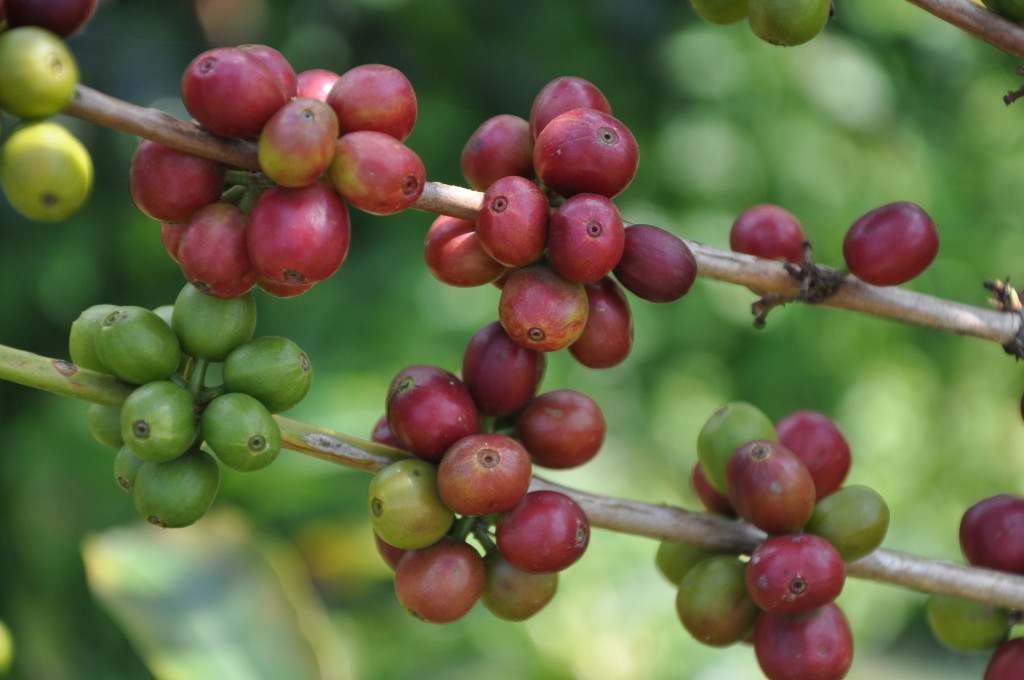 SPECIAL REPORT: Ethiopia Targets Spot As World’s Nr 3 in Coffee as ...