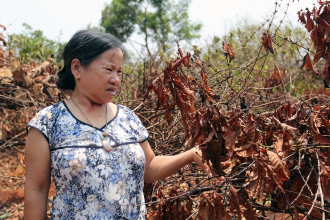 BREAKING NEWS: El Niño Hits Vietnam’s Main Coffee Region With Worst ...