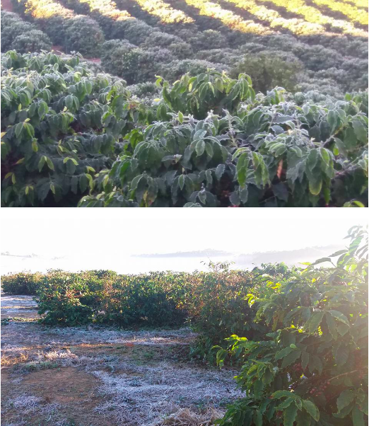 BREAKING: New Frost Attack Hits Brazil’s Southern Minas Coffee Belt ...