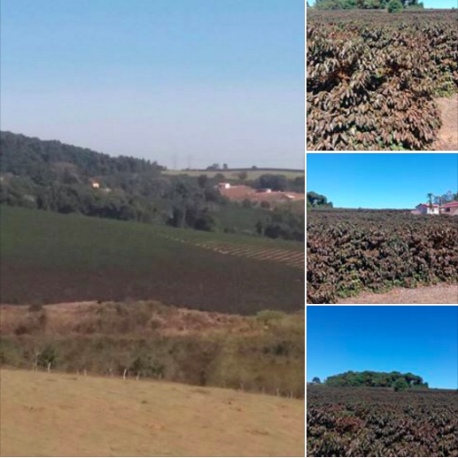 BREAKING: Cold Front Hits Brazil’s Parana Coffee Regions With Frost In ...