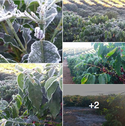 BREAKING: Cold Front Hits Brazil’s Parana Coffee Regions With Frost In ...