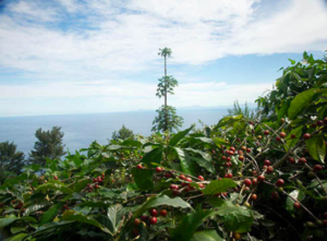 Coffee in Cape Verde | Spilling the Beans