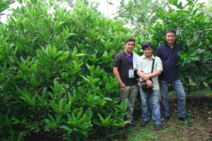 Coffee of The Day: The Elusive Philippines Liberica Barako Coffee Bean ...