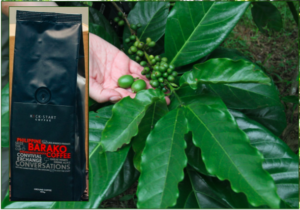 Coffee of The Day: The Elusive Philippines Liberica Barako Coffee Bean ...