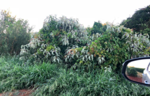 BRAZIL FROST: First Pictures Of Damage Published From Cerrado And ...