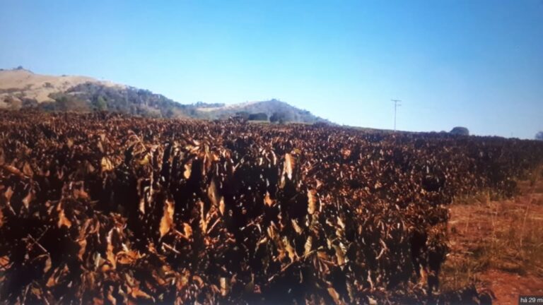 BREAKING NEWS: Frost Damage In KEY Brazil Coffee Regions, 2019-20 Crop ...