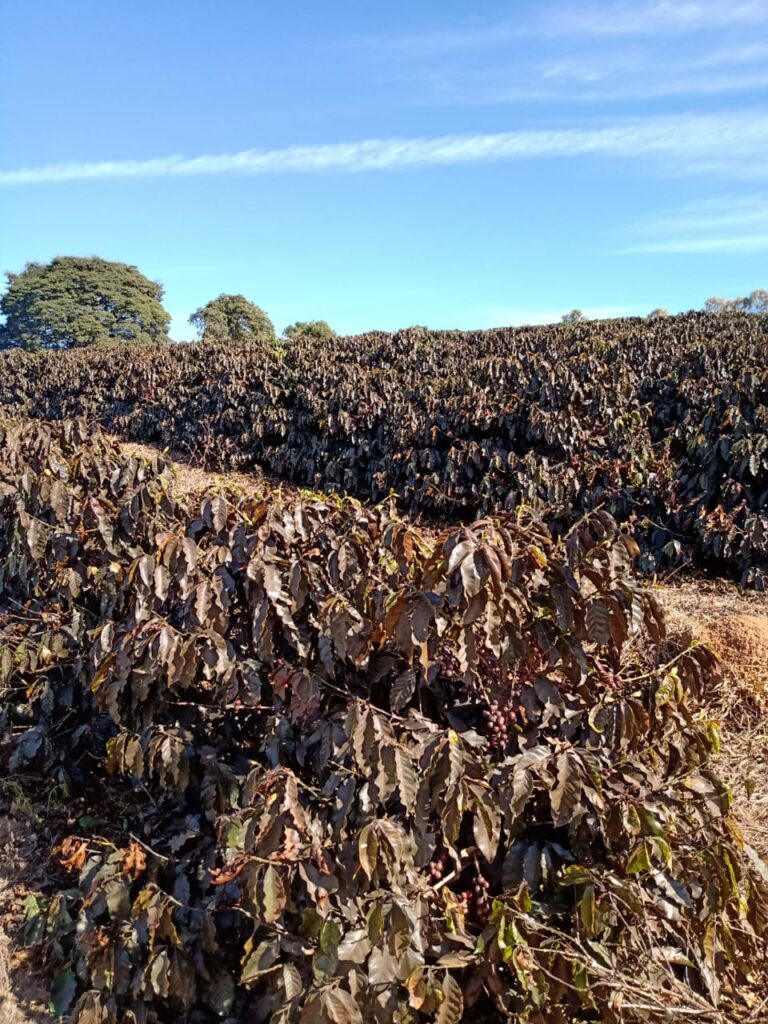 BREAKING: Brazil’s Cerrado region sees 40% frost damage in some farms ...