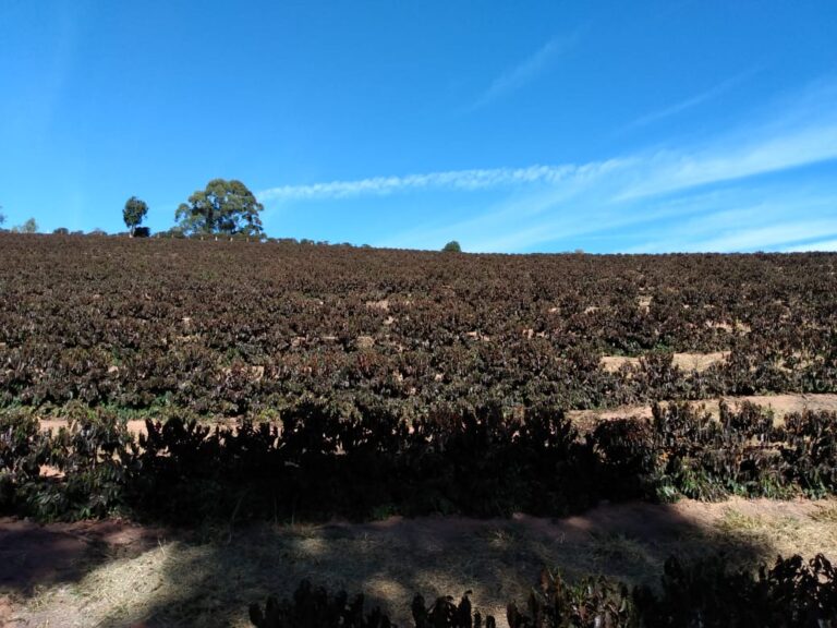 BREAKING: Brazil’s Cerrado region sees 40% frost damage in some farms ...
