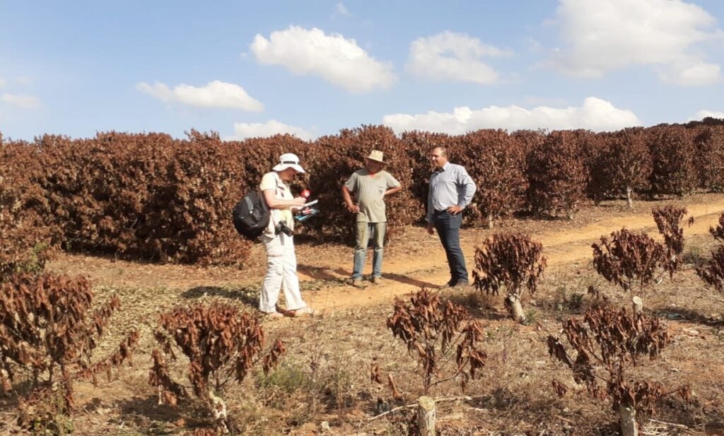 ON-THE-GROUND: Brazil Frost Damage Worsens; Global Coffee Supply ...