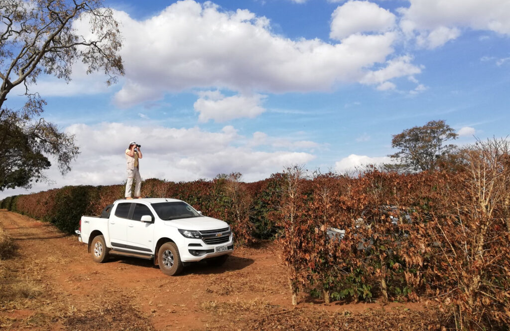ON-THE-GROUND: Brazil Frost Damage Worsens; Global Coffee Supply ...